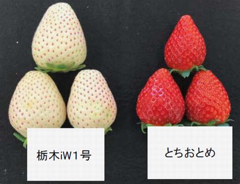 「白い苺」＠栃木県農業試験場いちご研究 神戸：ファルコンの散歩メモ Bloguru