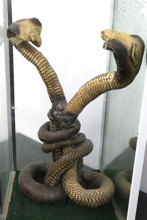 Lot An Amazing Pair Of Taxidermy Fighting Cobras