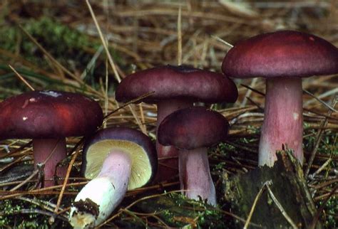 23 Vivid Purple Mushrooms Pictures And Identification Guide