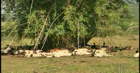 G1 Mais De 40 Cabeças De Gado Morrem Eletrocutadas Em Fazenda De