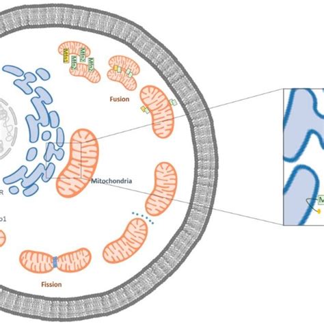 Schematic Representation Of The Mitochondrial Fusion And Fission