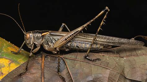 Premium Photo Closeup Of A Grasshopper On A Leaf In A Dark Environment