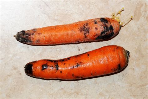 人参に黒カビ黒くなる原因や食べても安全なものの見分け方を紹介 野口ファーム