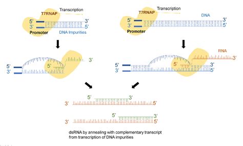 Figure 1 From Purification Of Linearized Template Plasmid DNA Decreases Double Stranded RNA