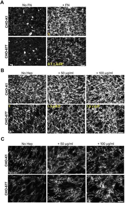 Figure 1 From Heparin Fibronectin Interactions In The Development Of Extracellular Matrix