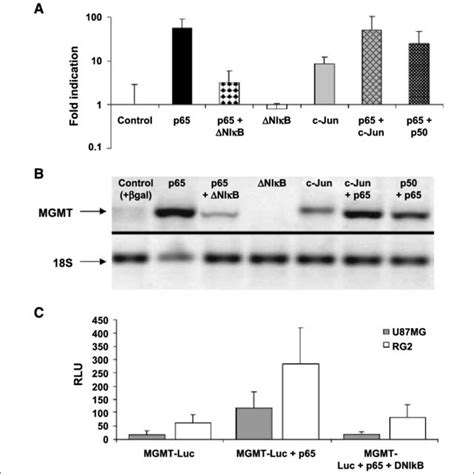 Mgmt Promoter Methylation Status In Glioma Cell Lines And Download Scientific Diagram