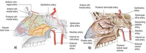 Nose Cauterization For Nose Bleeds Nose Cauterization Side Effects