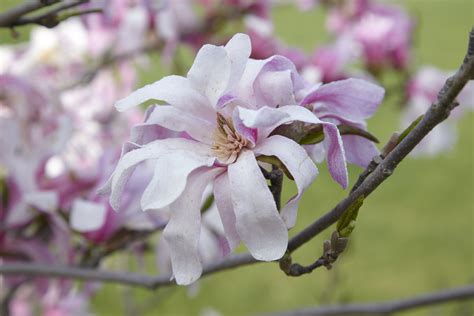13 Stunning Types Of Magnolia Trees And Shrubs For Your Landscape