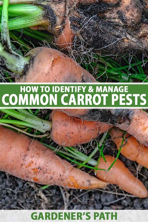 How To Identify And Control Carrot Pests Gardeners Path