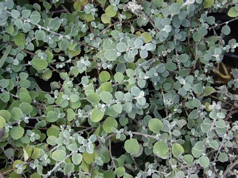 Helichrysum Petiolare Plantright