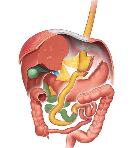 Laparoscopic Roux En Y Gastric Bypass Surgery Nexus Surgical