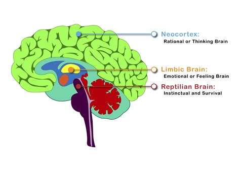 Reptile Brain Diagram