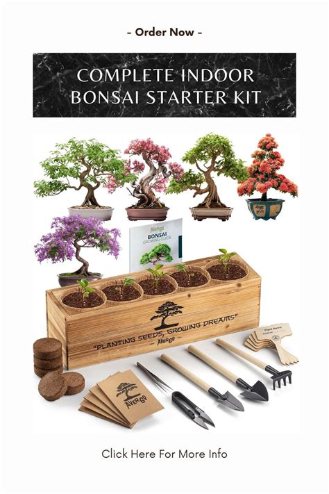 Avergo Bonsai Tree Kit 5x Unique Japanese Bonzai Trees Complete
