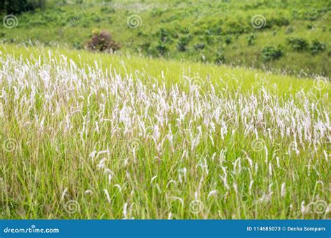 White Grass Flower Stock Image Image Of Meadow White 114685073