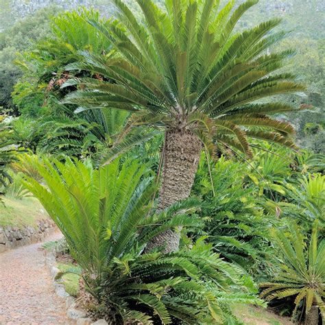 Cycads Endangered Wildlife Trust