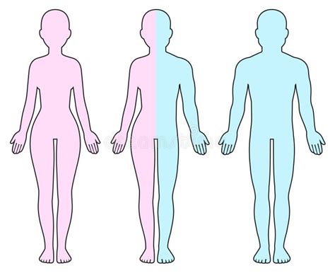 Male Body Outline Stock Illustrations 33455 Male Body Outline Stock