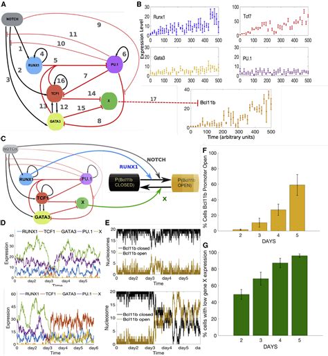 Multi Scale Dynamical Modeling Of T Cell Development From An Early