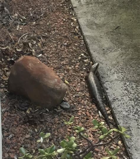 Update How Can You Tell The Age And Sex Of A Btl R Bluetongueskinks