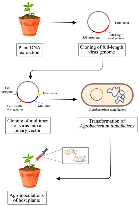Cloning Process In Plants