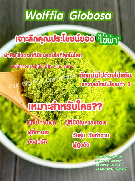 ไข่ผำแซ่บเว้ย Wolffia Globosa “ผำ” หรือ “ไข่น้ำ” อาหาร Super Foods ของโลก ฉายาว่า “green