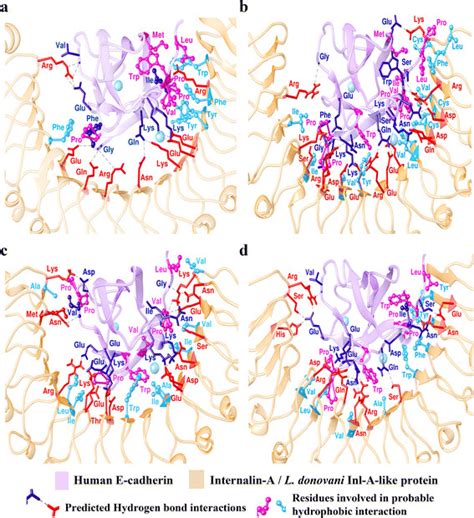 Probable Docking Conformations Of Hec1 With L Donovani Inl A Like Download Scientific Diagram