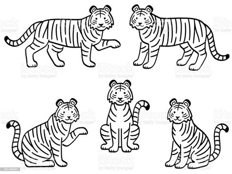 다양한 포즈로 호랑이의 손으로 그린 스타일 라인 일러스트 세트 0명에 대한 스톡 벡터 아트 및 기타 이미지 0명 걷기 검은색 Istock