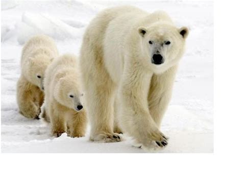 시베리아 호랑이 성체 Vs 북극곰 성체 인스티즈 Instiz 이슈 카테고리