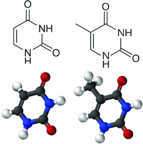 Thymine Molecule