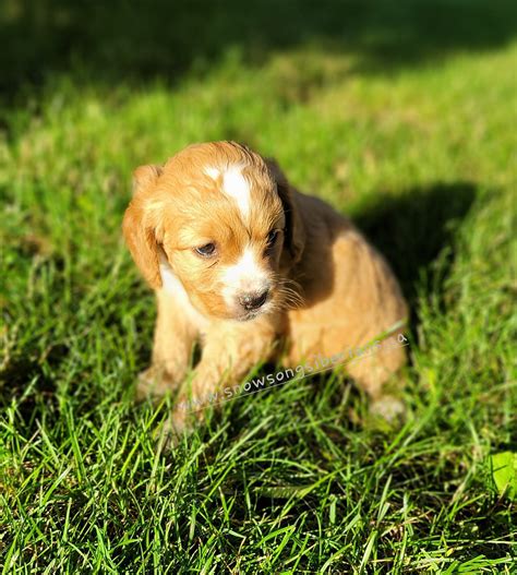 The Most Popular Cockapoo Colour Discover The Alluring Apricot Hue