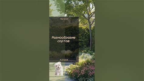 Плохое растение или сорт ландшафтныйдизайн дача сад садоводство загородныйдом Youtube