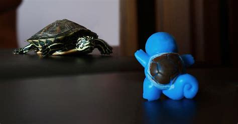 My Turtle Wants To Be A Blastoise When He Grows Up Imgur