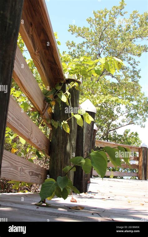 Nature Pathway And Deck Stock Photo Alamy