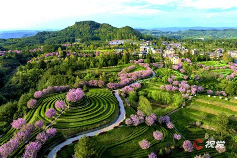C视觉航拍四川78︱藏在四川茶园里的春色四川在线
