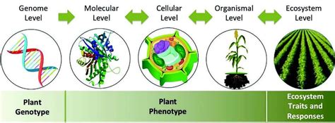 Artificial Intelligence The Revolutionary Force In Crop Breeding