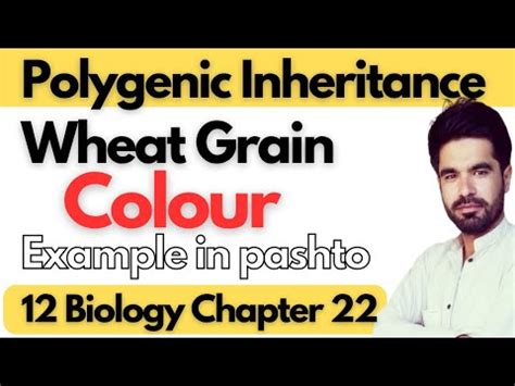 Polygenic Inheritance Example Wheat Grain Colour Class 12 Biology YouTube