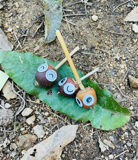 박 영주 숲놀이터 대장 빵주샘 도토리 숲에서 도토리팽이 만들기 도토리숲에는 도토리가 많아요 도토리를 가지고 팽이를 만들었지요 🙃 눈스티커 야무지게