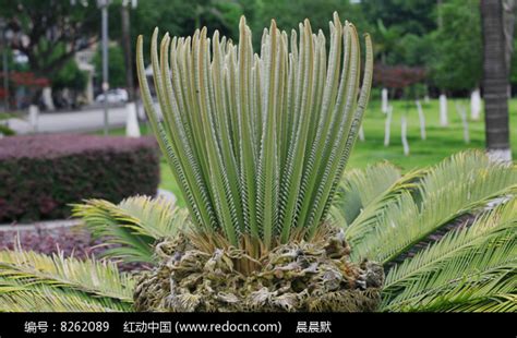 发芽的铁树高清图片下载 红动中国