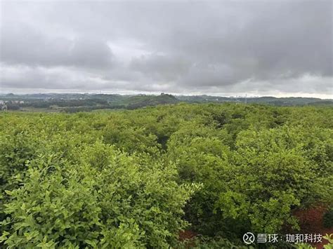 再获省媒关注珈和科技以遥感 AI破油茶监测难题 与国寿财险共建农业保险数字底座 近日湖南日报 新媒体 平台以国寿财险湖南省分公司