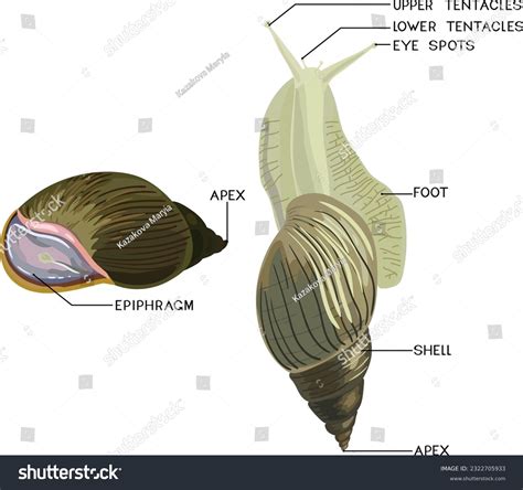 Snail Shell Anatomy Snail Anatomy All About Internal And External
