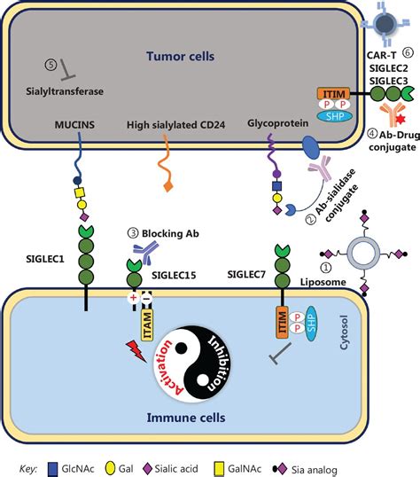 Recent Progress In Targeting The Sialylated Glycan Siglec Axis In Cancer Immunotherapy Cancer