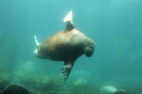 What Exactly Is A Walrus Are They Mammals Polar Guidebook