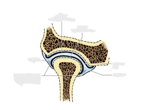 Structure Of The Temporomandibular Joint Quiz