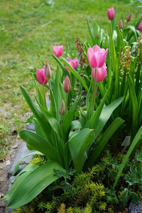Triumph Pink Tulips In The Garden In Spring Berlin Germany Stock