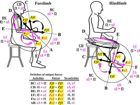 The Model Of Coordinated Activities Of Mono And Bi Articular Muscles In