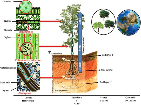 Effect Of Scaling Plant Traits And Characteristics On A Space Time