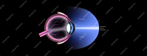 Peripheral Vision Poster Premium Vector
