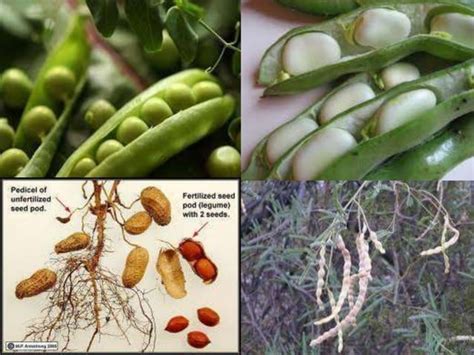 Classification Fruit Pptpptx