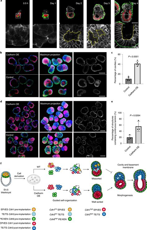 correct self organization is necessary for proper morphogenesis a time download scientific