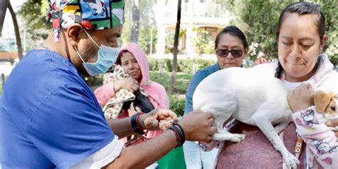 Nezahualcóyotl Tendrá Jornada Masiva De Esterilización De Perros Y Gatos En La Mira