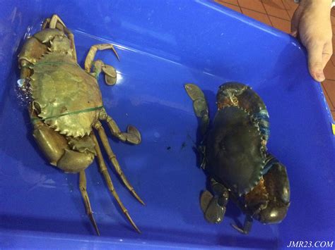 Ketm Nipah Segar Jmr23